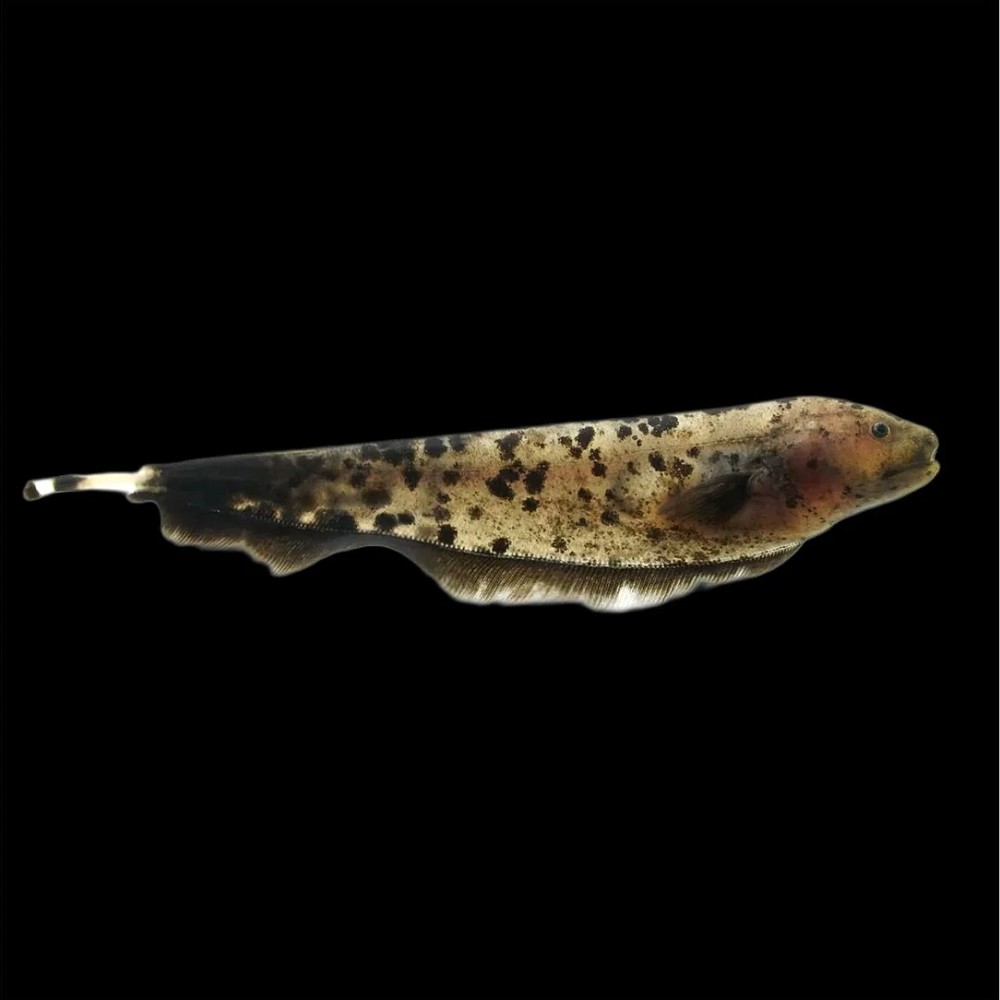 Apteronotus albifrons - Poisson couteau américain - Showvissen - Jarath