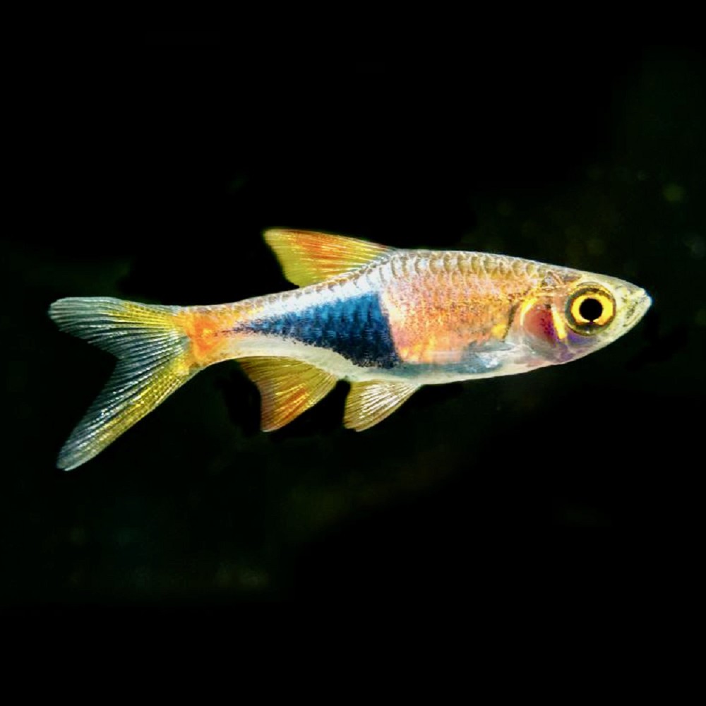 Rasbora heteromorpha - Arlequin XL - Rasbora - Jarathana
